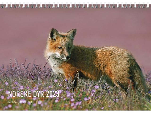 Kjøp Veggkalender GRIEG 2023 Norske dyr